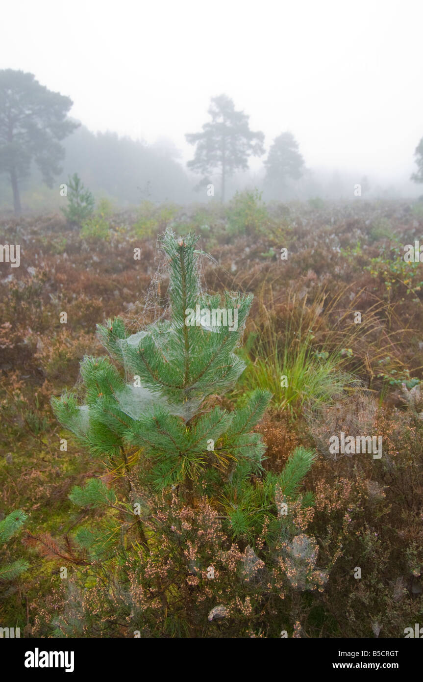 Surrey mist hi-res stock photography and images - Alamy