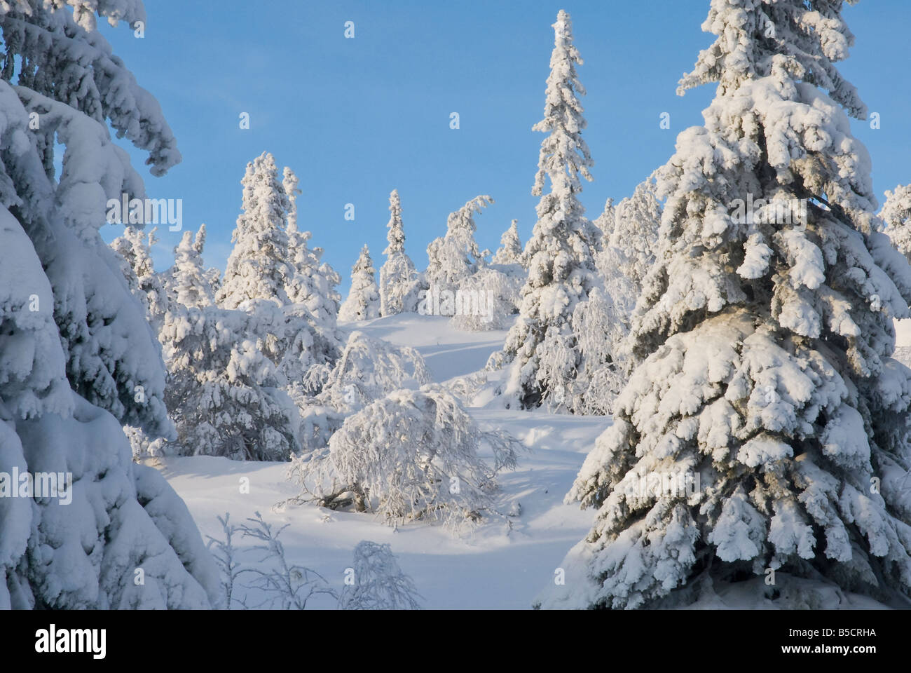 Pine trees heavily laden with snow Stock Photo - Alamy