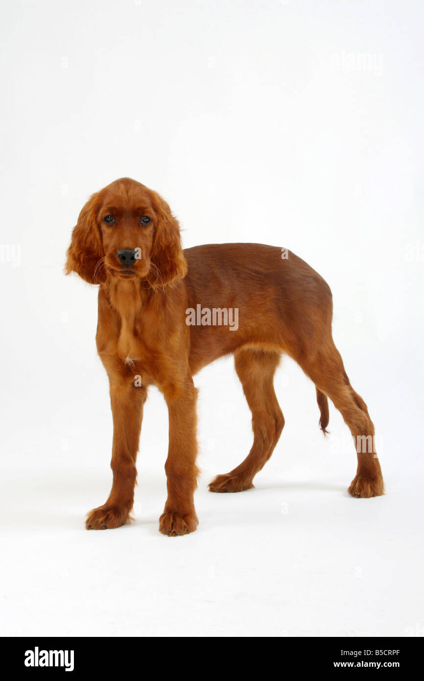 Red irish red setter hi-res stock photography and images - Alamy