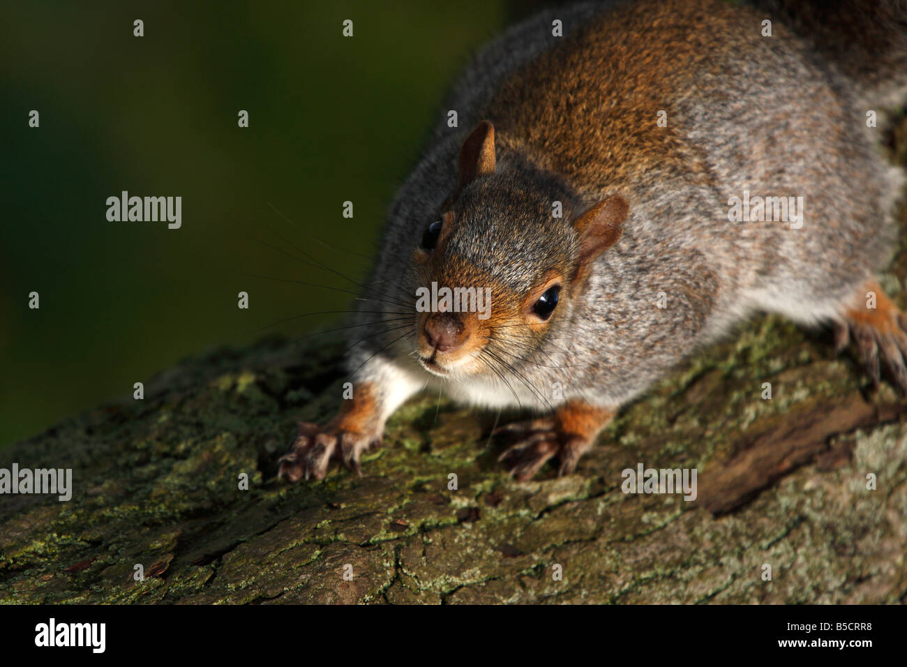 Grey Squirrel Nose Uk High Resolution Stock Photography and Images - Alamy