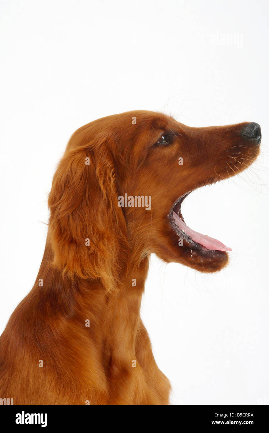 Irish red head hi-res stock photography and images - Alamy