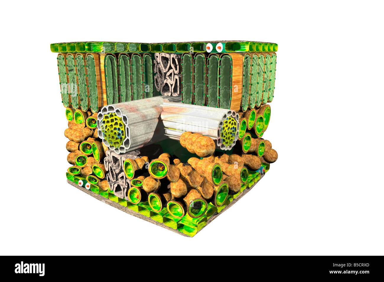 Leaf stoma Cut Out Stock Images & Pictures - Alamy