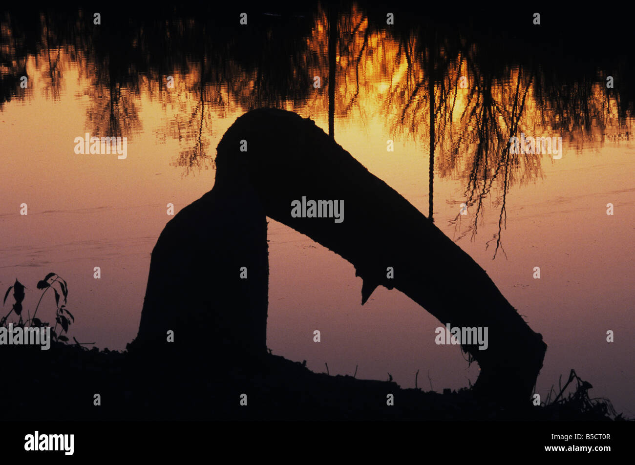 American Beaver (Castor canadensis), felled tree at sunset, Neuse River ...