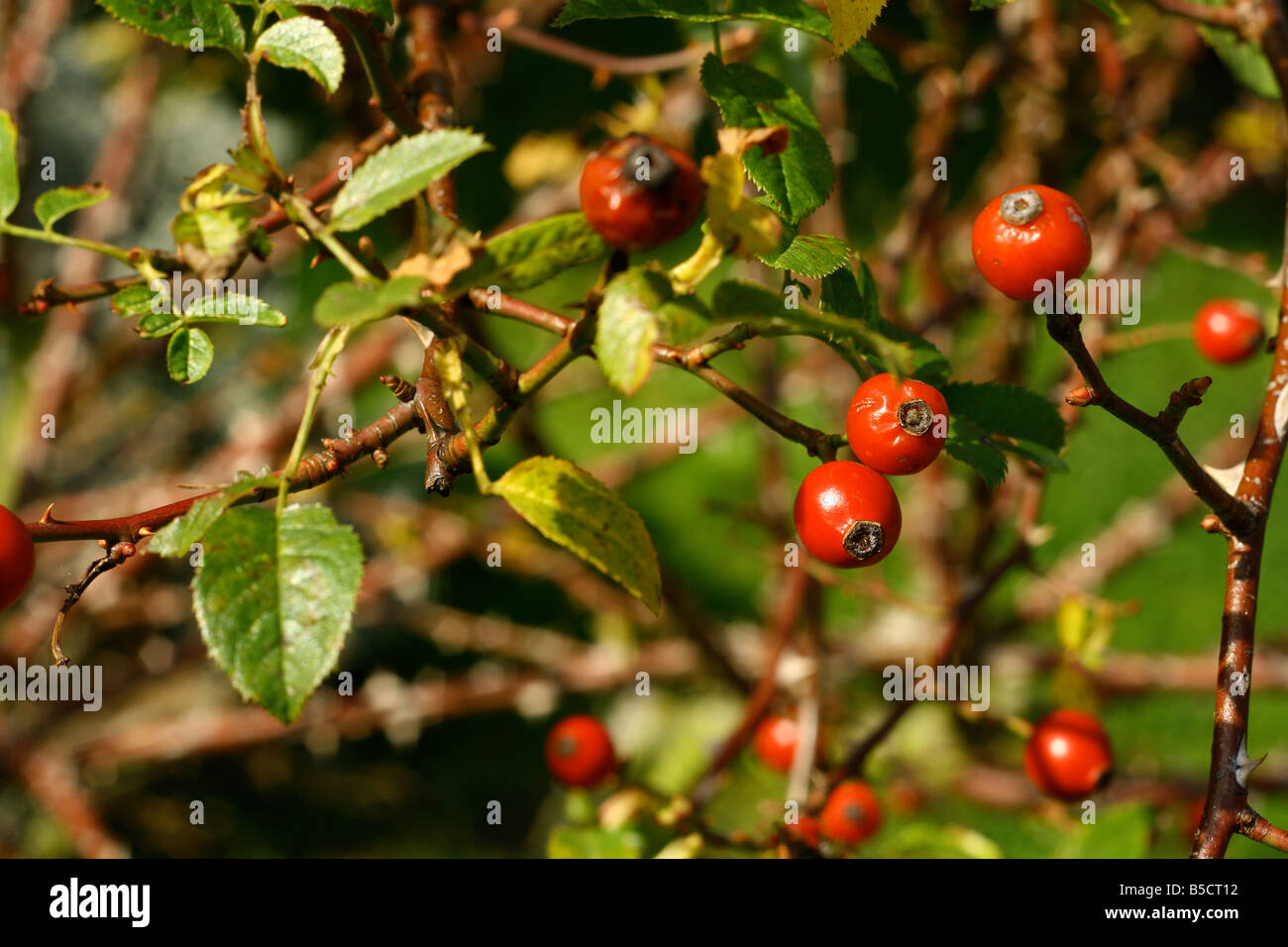 Frostbitten hi-res stock photography and images - Alamy