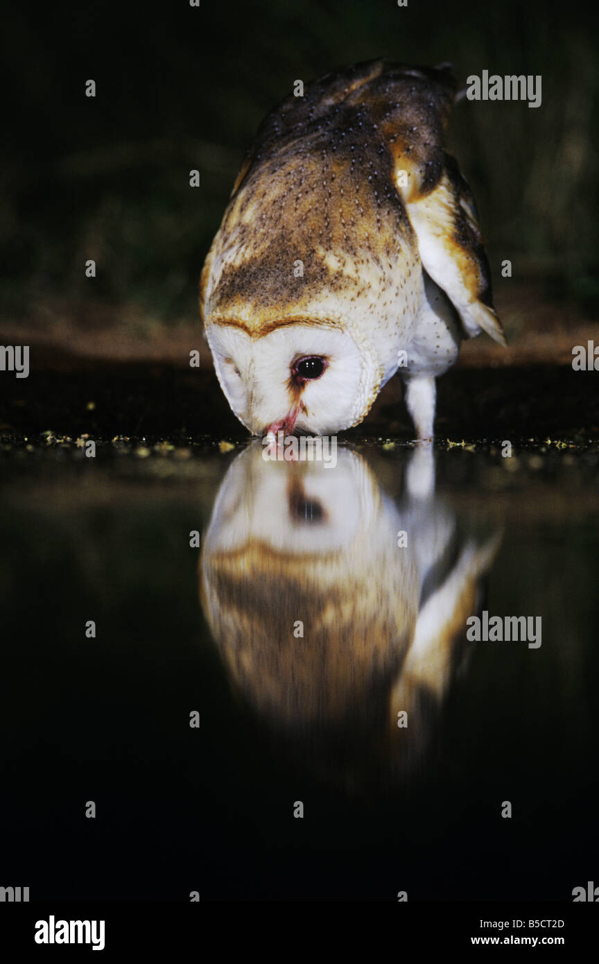 Barn Owl (Tyto alba), adult at night drinking from pond, Rio Grande ...