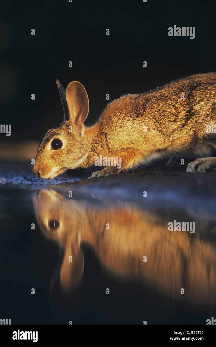 Cottontail rabbit rabbits usa animals animal wild american portrait ...