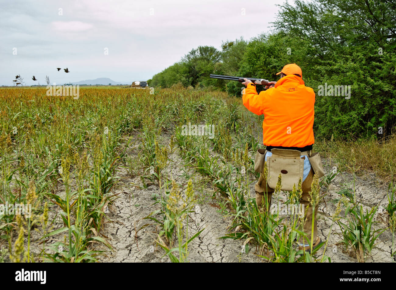 Upland Bird Hunter and Flushing Covey of Bobwhite Quail Tamaulipas ...