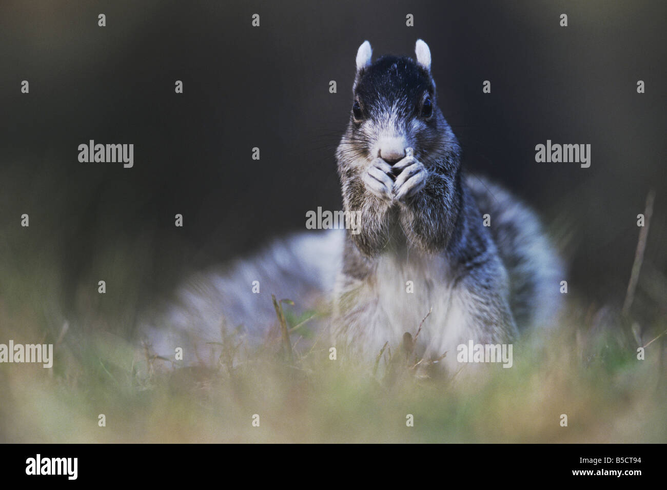 American fox squirrel black hi-res stock photography and images - Alamy