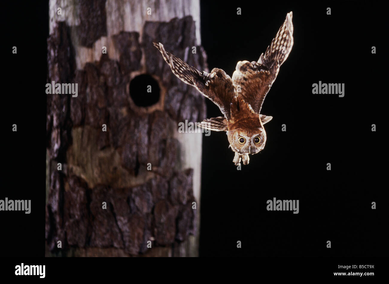 Eastern Screech Owl Flying