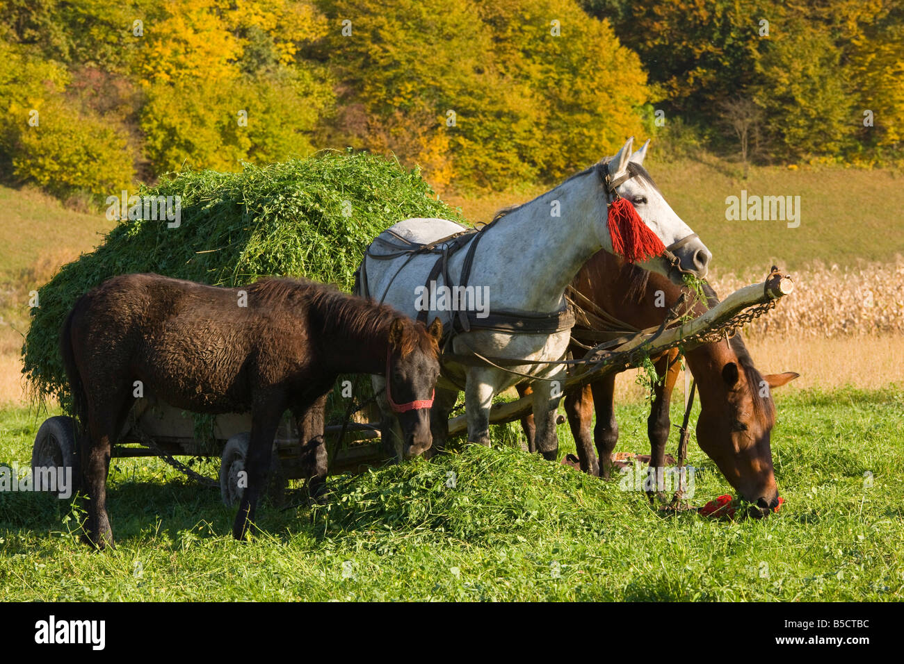 Hay collection using horses and cart in the fields below the ancient ...