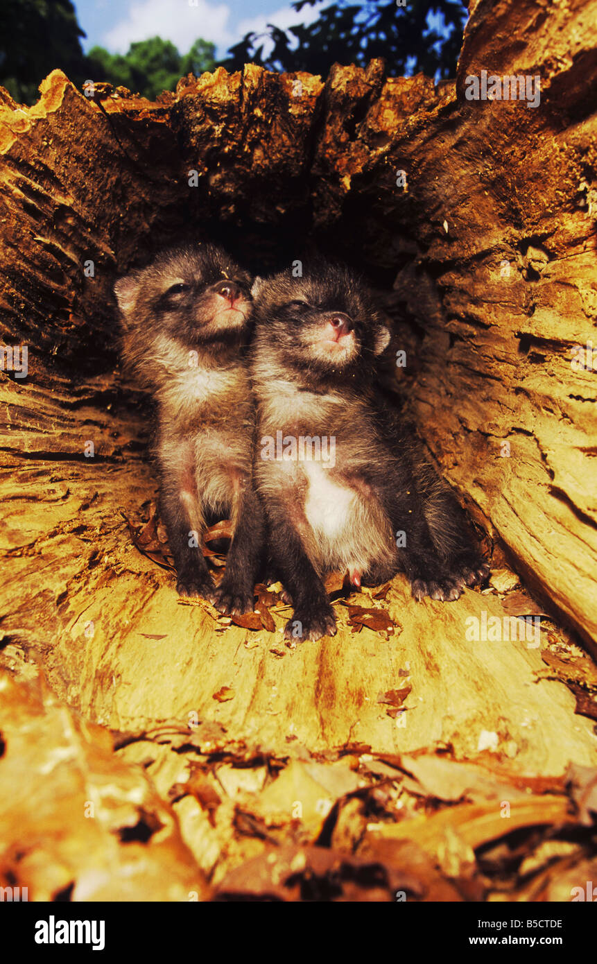 Gray Fox Urocyon cinereoargenteus Young in nesting cavity in hollow ...