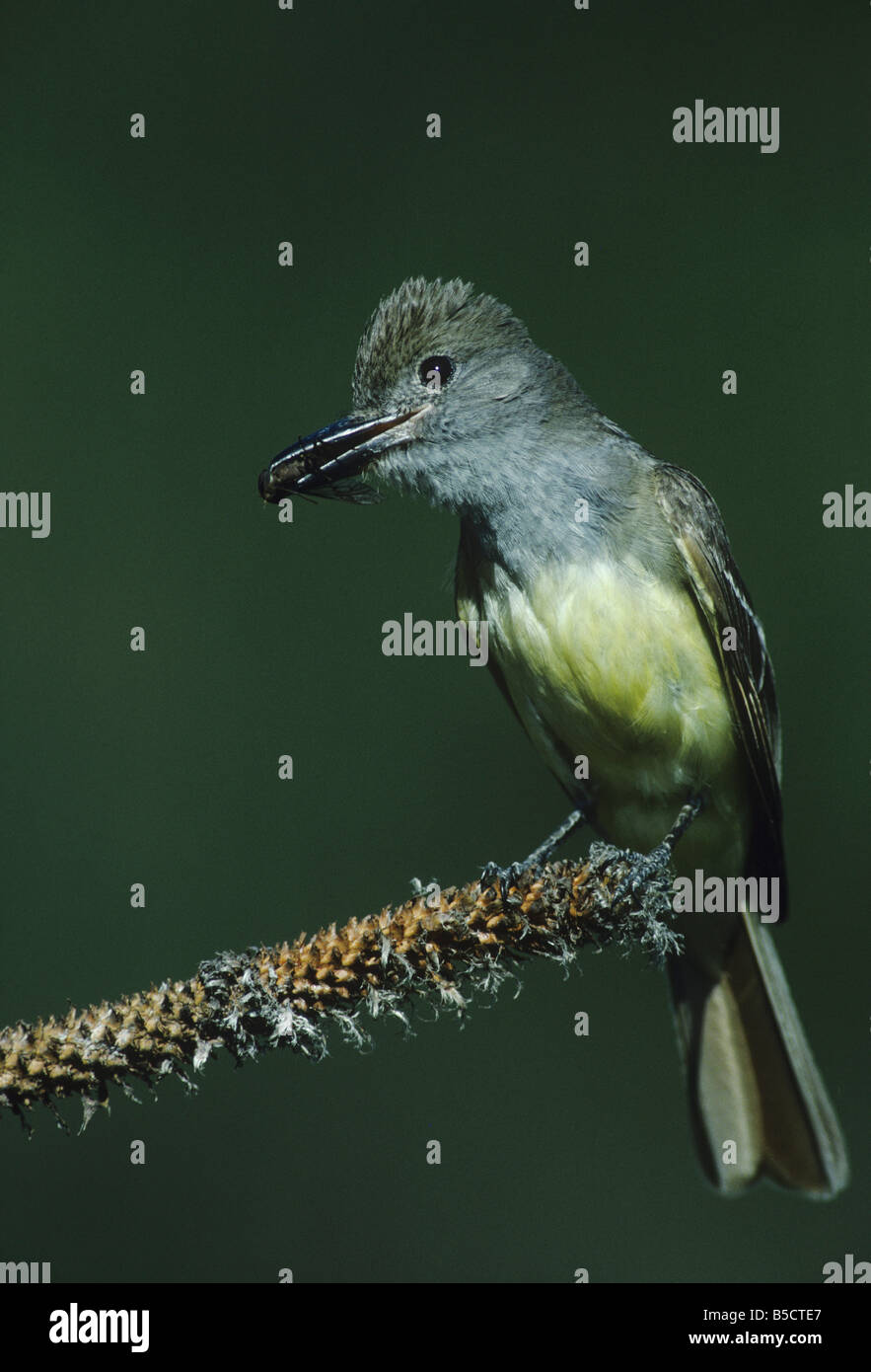 Crested flycatchers hi-res stock photography and images - Alamy