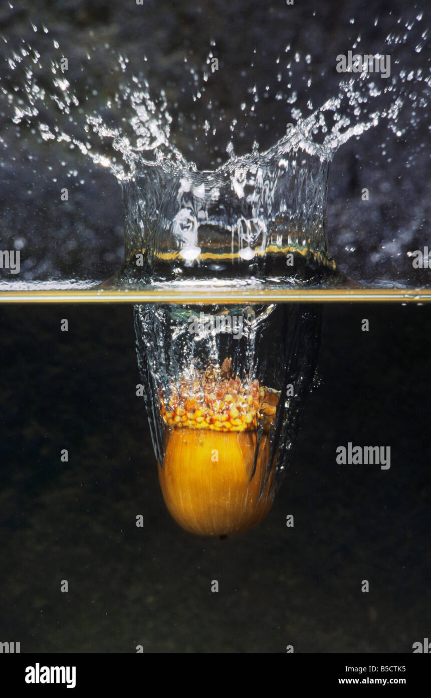 White Oak Quercus alba acorn hitting water s surface Raleigh Wake ...