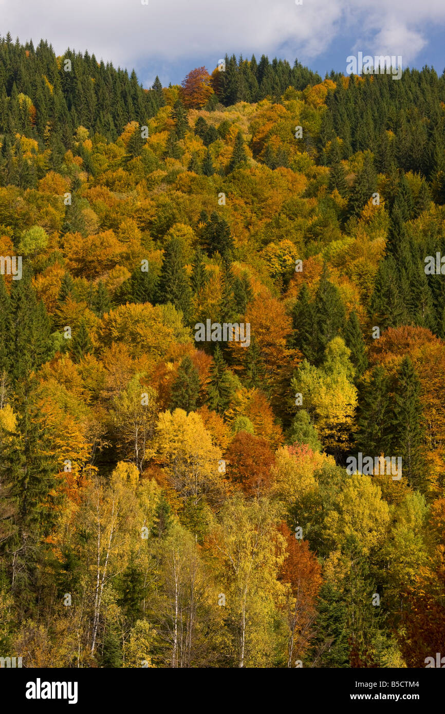 Mixed forest with beech Norway spruce birch rowan and Wych elm in ...