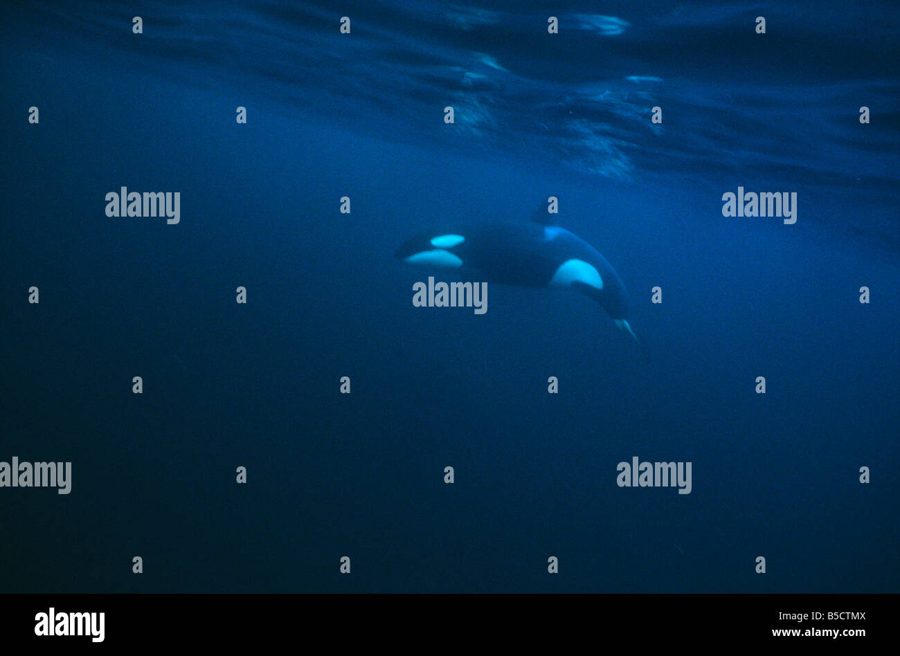 Orcinus orca underwater hi-res stock photography and images - Alamy