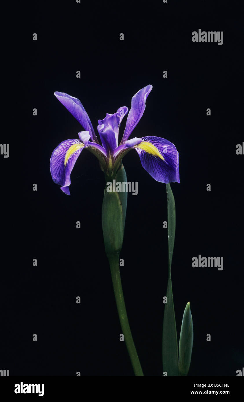 Slender blue flag iris hi-res stock photography and images - Alamy