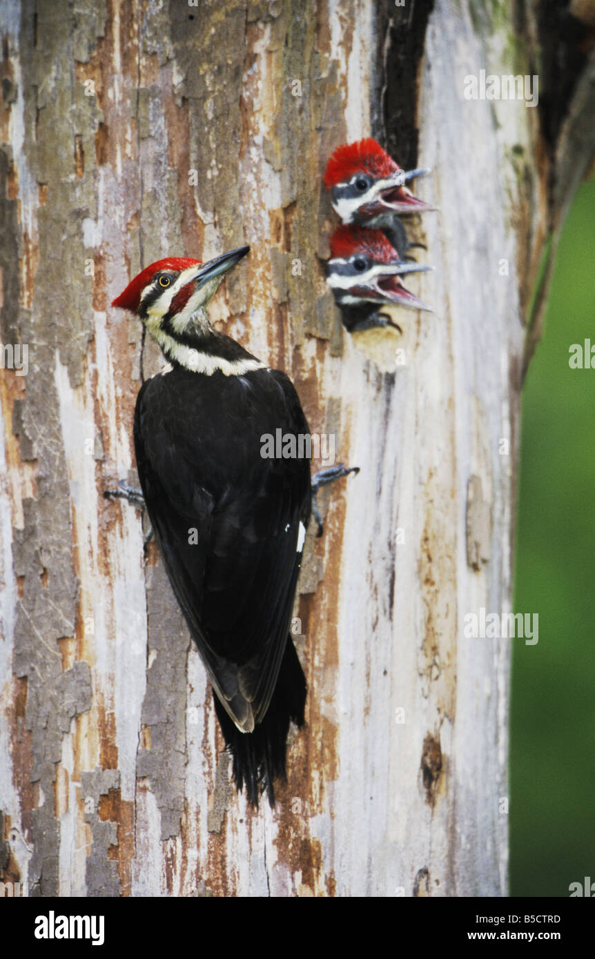 Pileated Woodpecker Juvenile