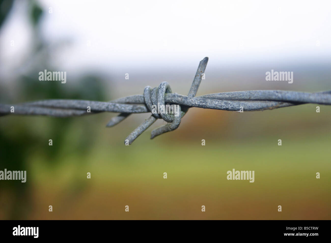 Closeup of barbed wire Stock Photo - Alamy