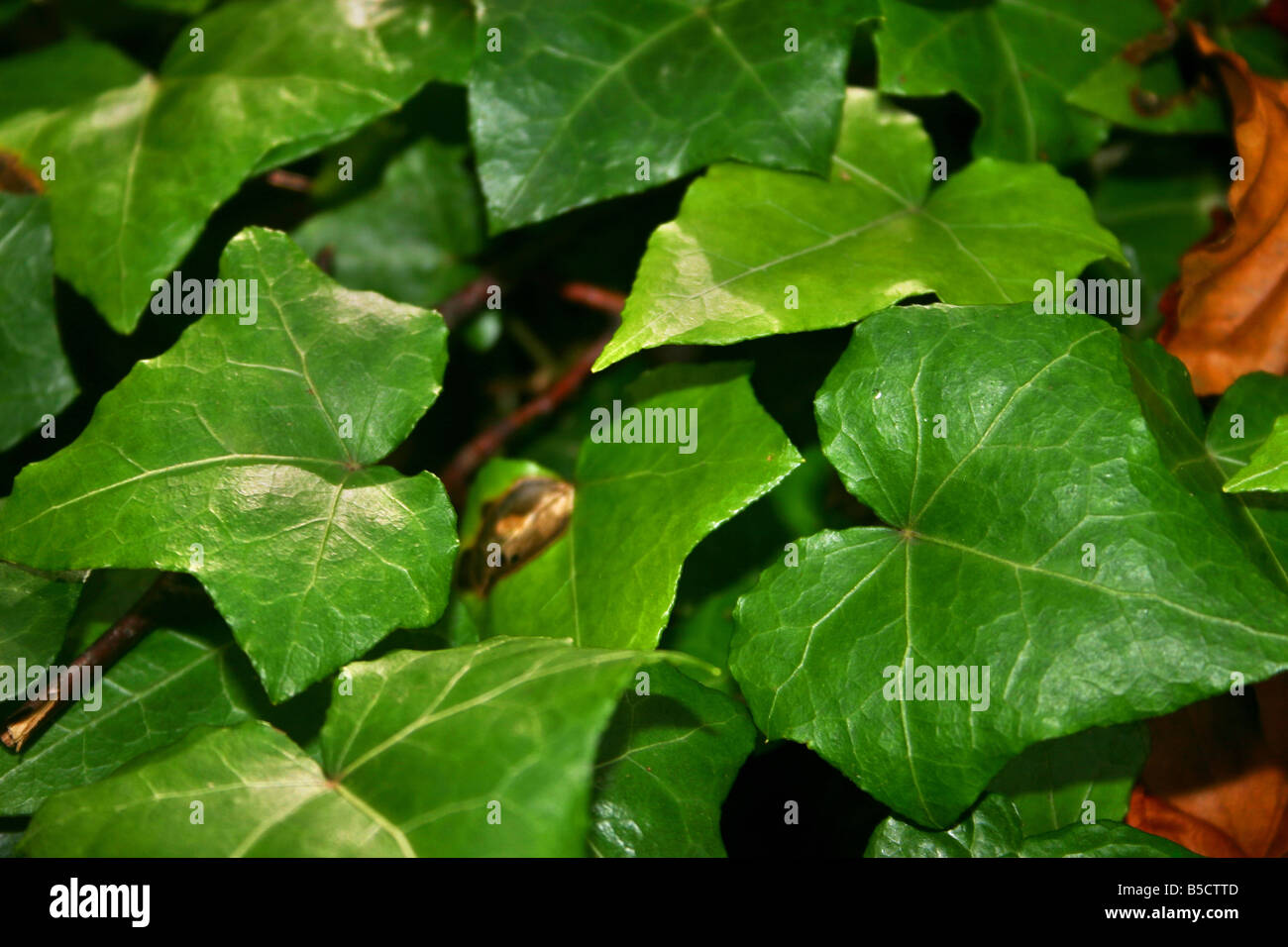 Forestry ivy hi-res stock photography and images - Alamy
