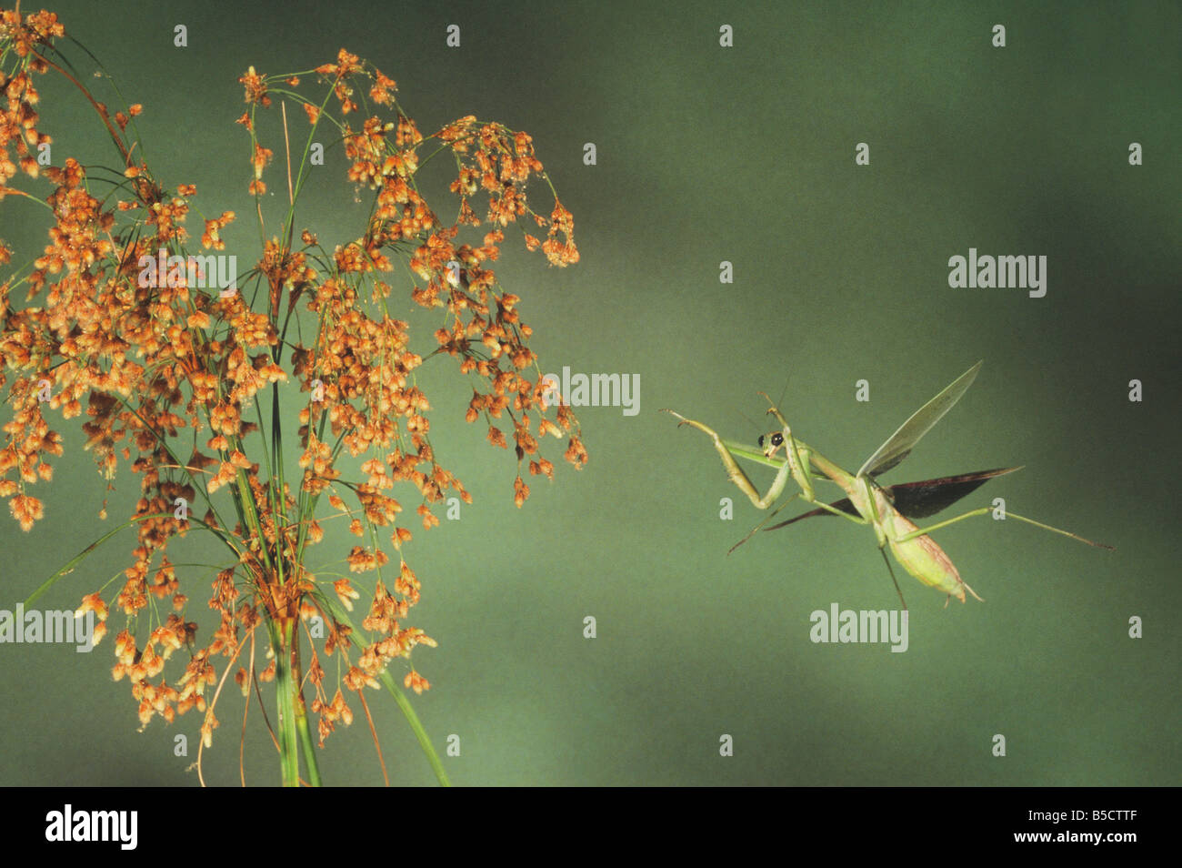 Mantis Fly Stock Photos & Mantis Fly Stock Images - Alamy