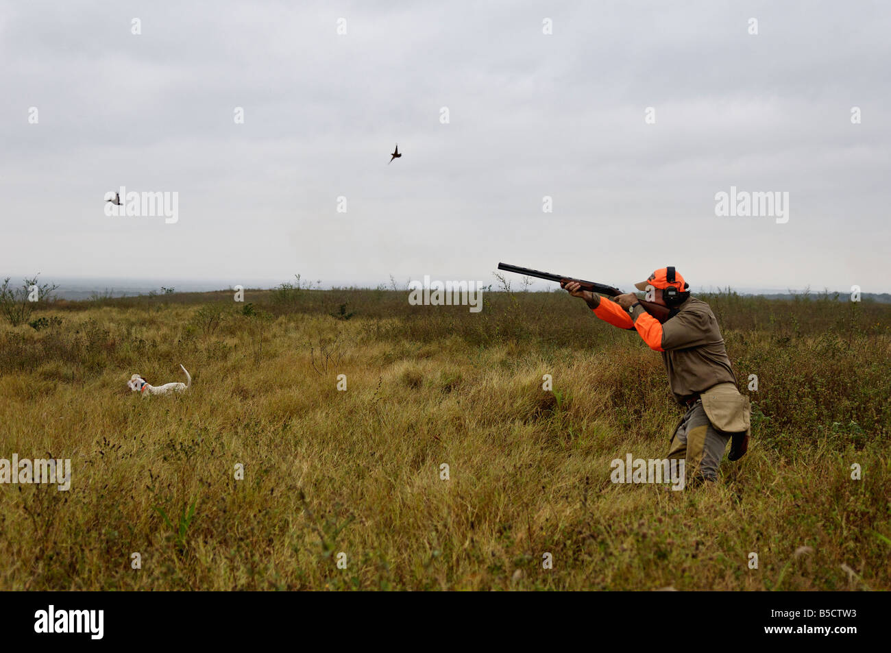 Upland Bird Hunter English Pointer and Flushing Bobwhite Quail in ...