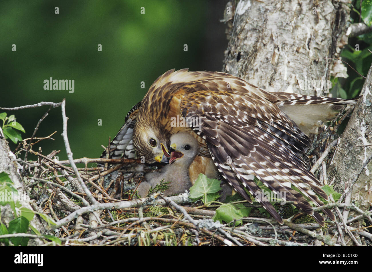 Red-shouldered Hawk Buteo lineatus adult mantling young in nest Raleigh ...