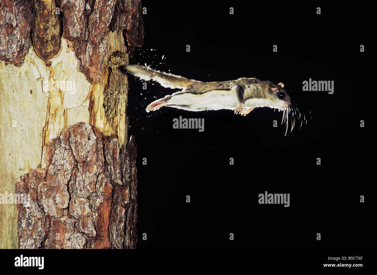 Southern Flying Squirrel (Glaucomys volans), adult leaving cavity ...