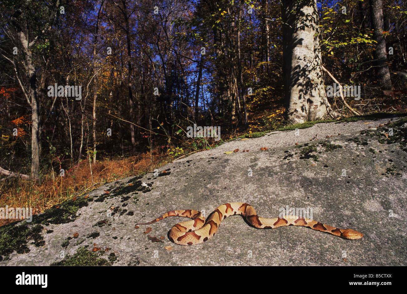 Southern Copperhead Agkistrodon contortrix contortrix adult sunning on ...