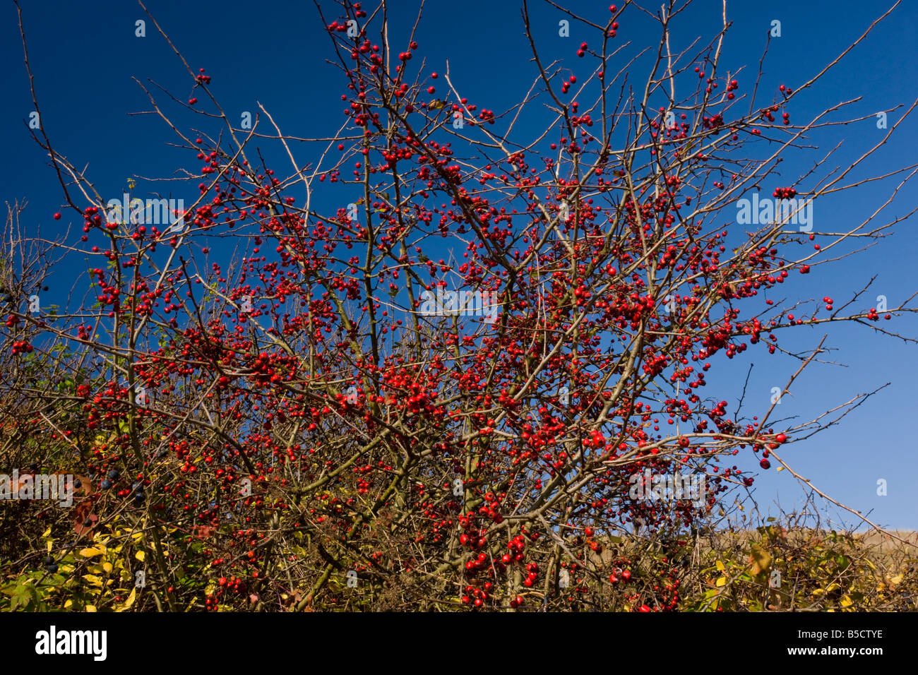 Wild hawthorn Crataegus monogyna in fruit haws in autumn Stock Photo ...