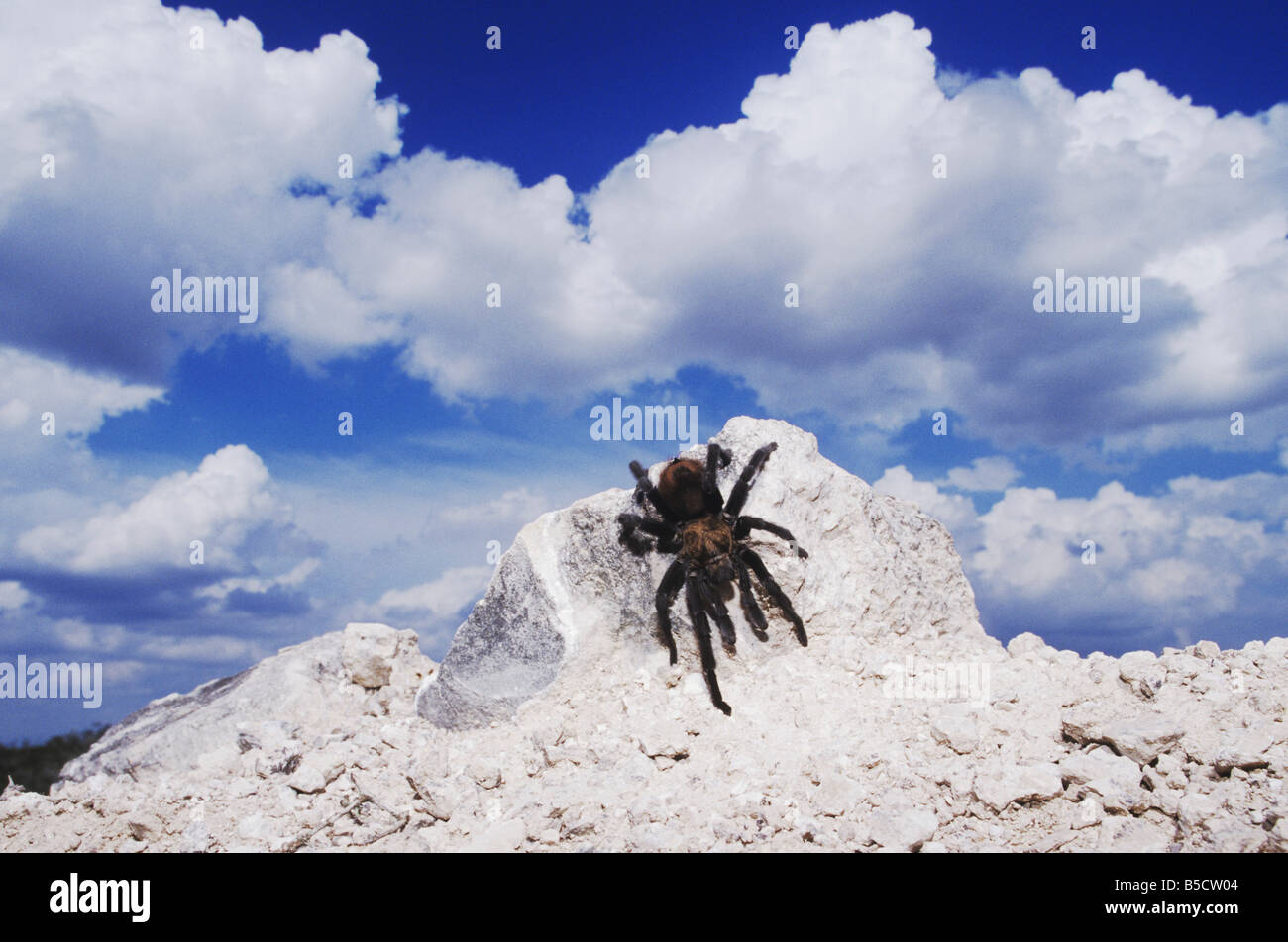 Texas Brown Tarantula Aphonopelma hentzi adult on rock Rio Grande ...