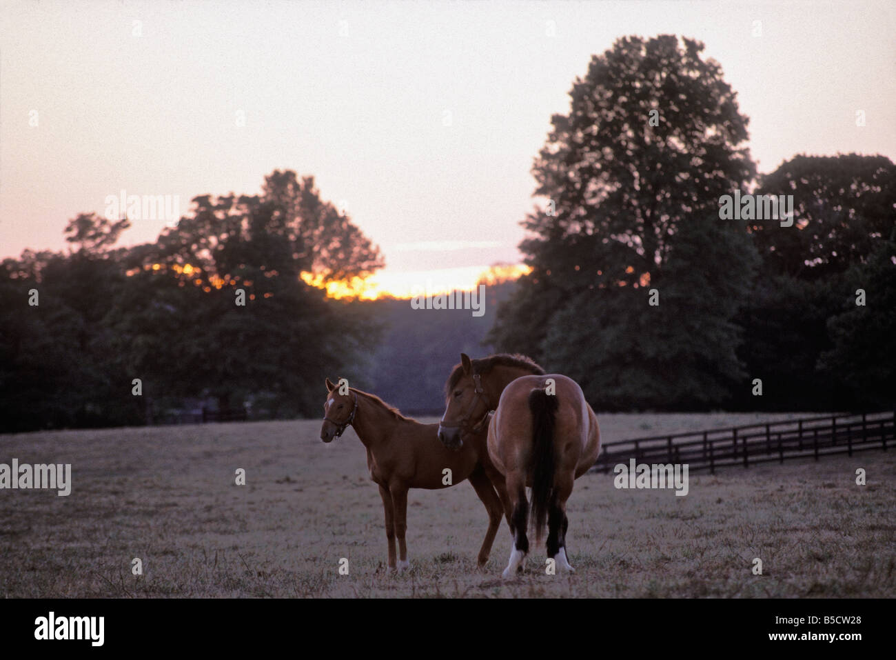 Draft horse north america hi-res stock photography and images - Alamy