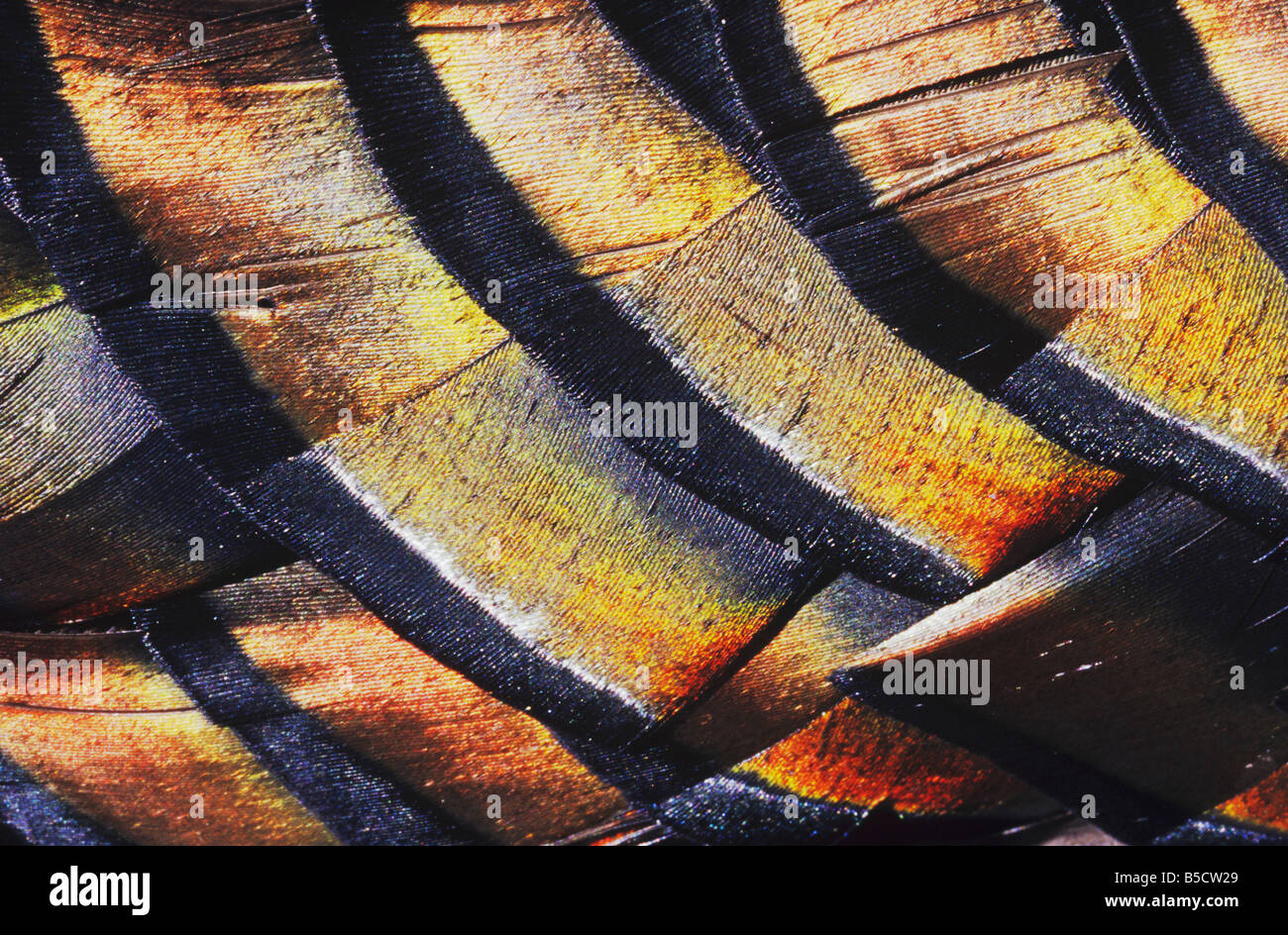 Rio grande wild turkeys hi-res stock photography and images - Alamy