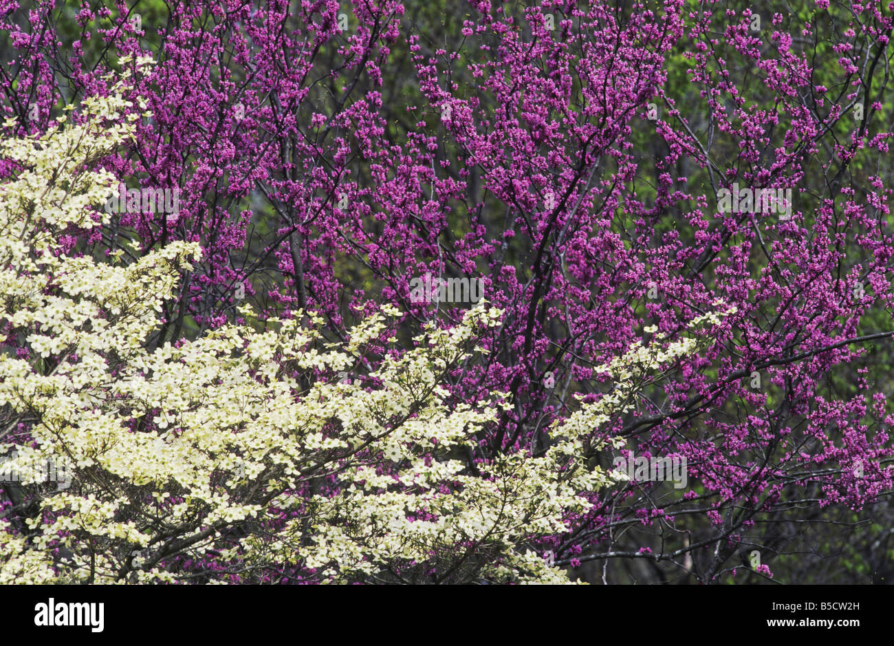 Flowering Dogwood Cornus florida Eastern Redbud Cercis canadensis ...
