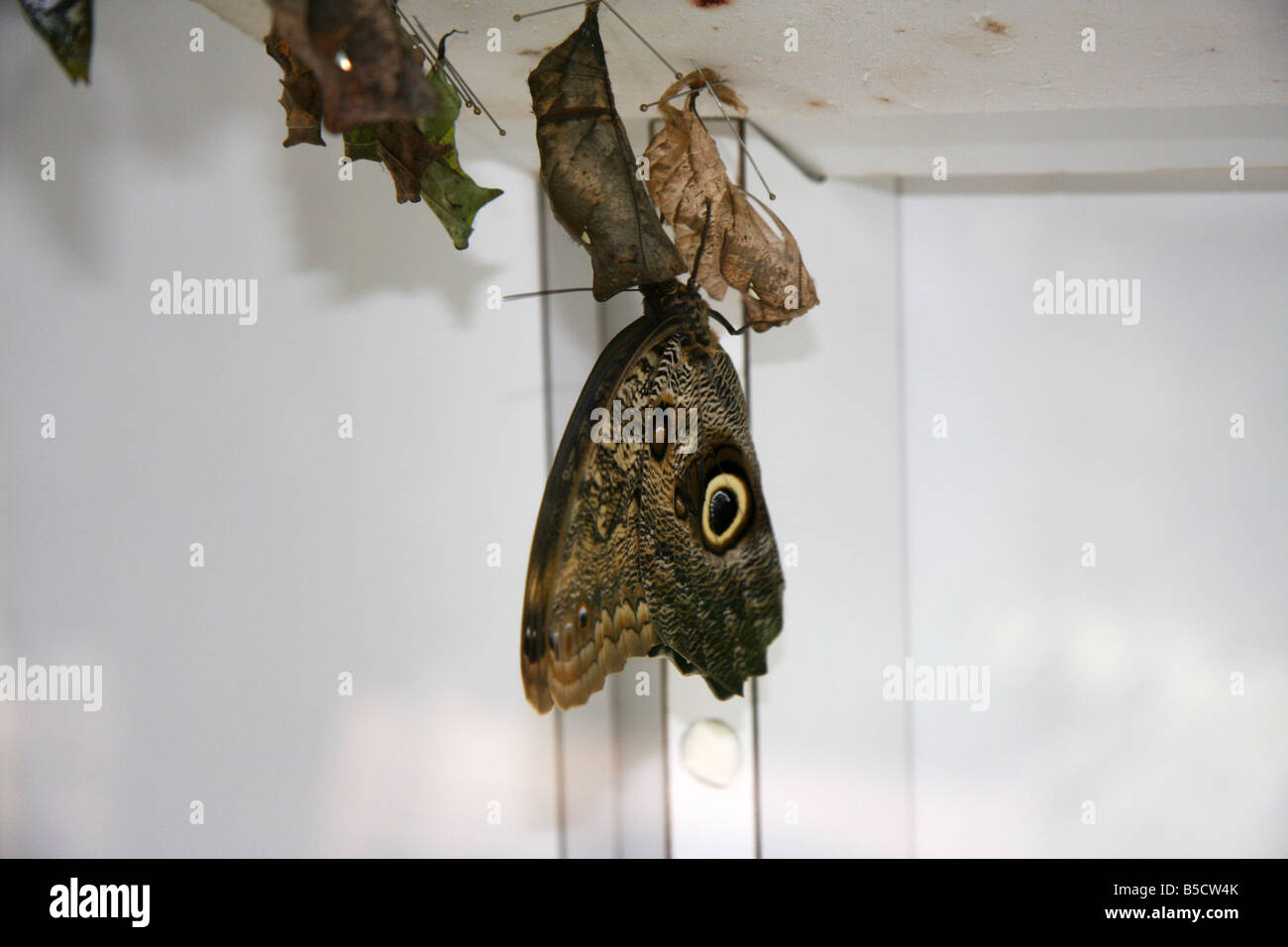 Butterfly emerging from cocoon hi-res stock photography and images - Alamy
