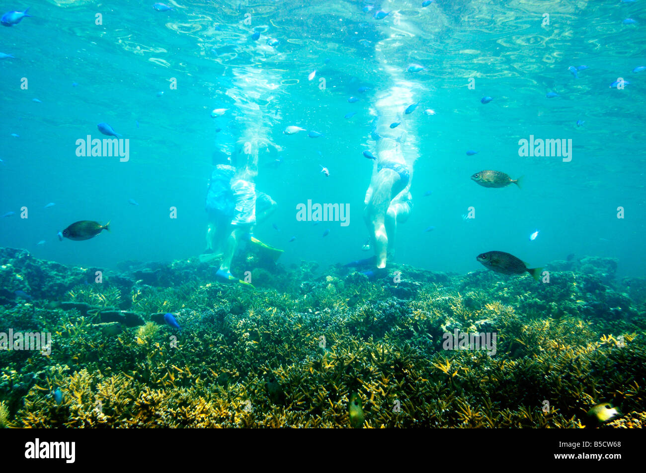 family standing on Coral in Palolo deep marine reserve, Samoa Stock ...