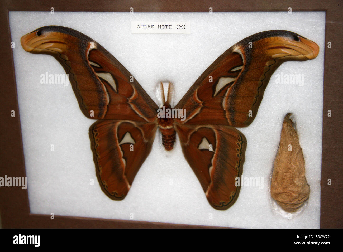 Mounted Atlas Moth and coccoon Stock Photo - Alamy