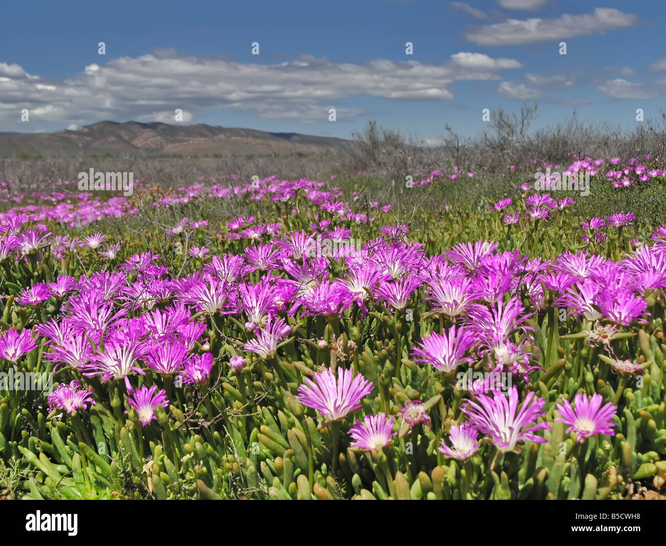 Angular pigface (Carpobrotus glaucescens Stock Photo - Alamy