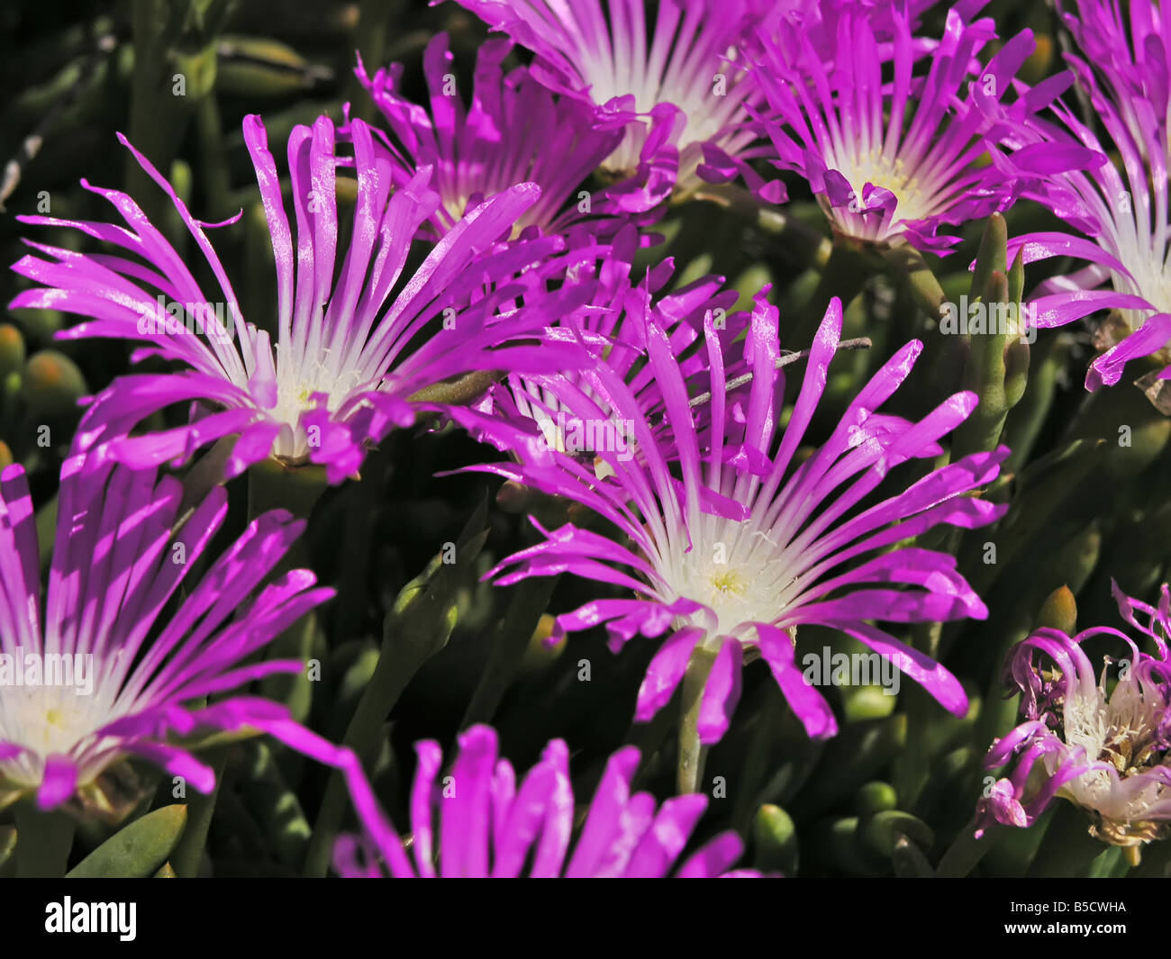 Pigface hi-res stock photography and images - Alamy