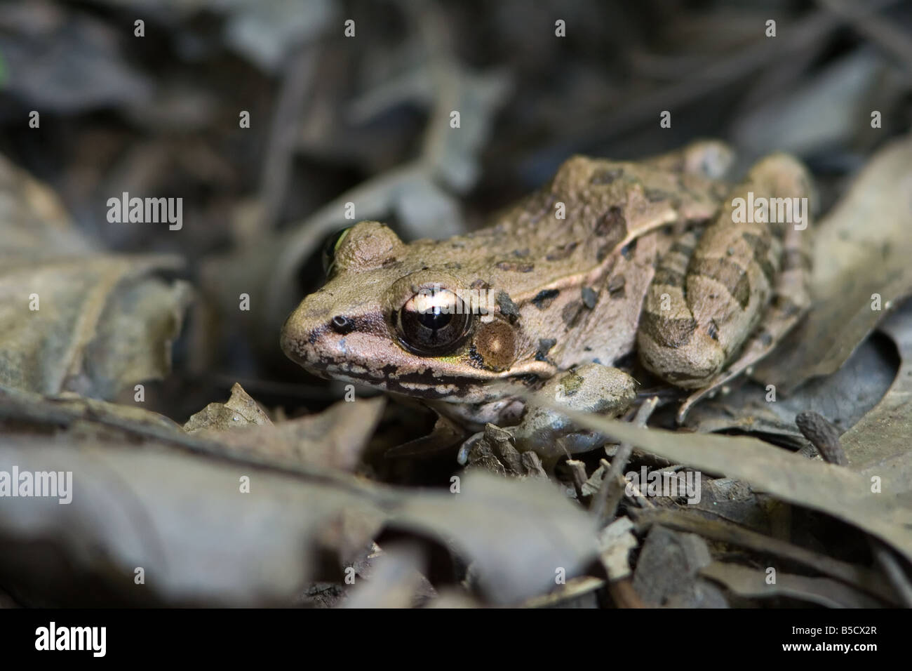 Brown Frog With Black Spots