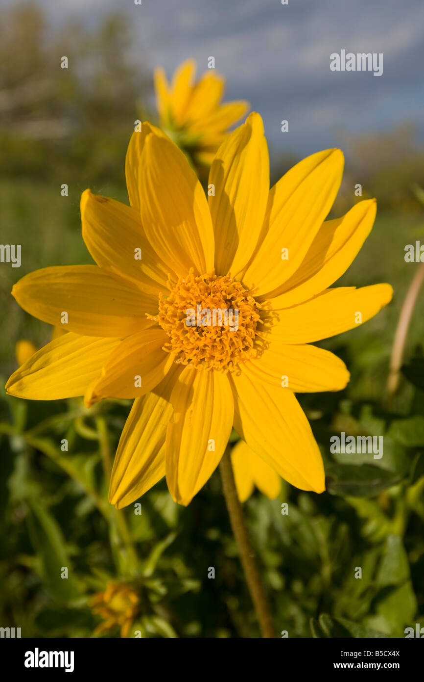 Cutleaf balsamroot also known as bigleaf balsamroot blooming in late ...
