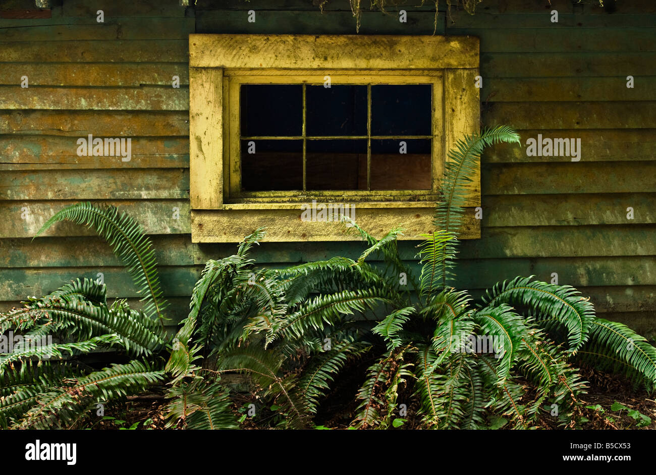 Ferns growing below window of abandoned house on highway 101 in ...