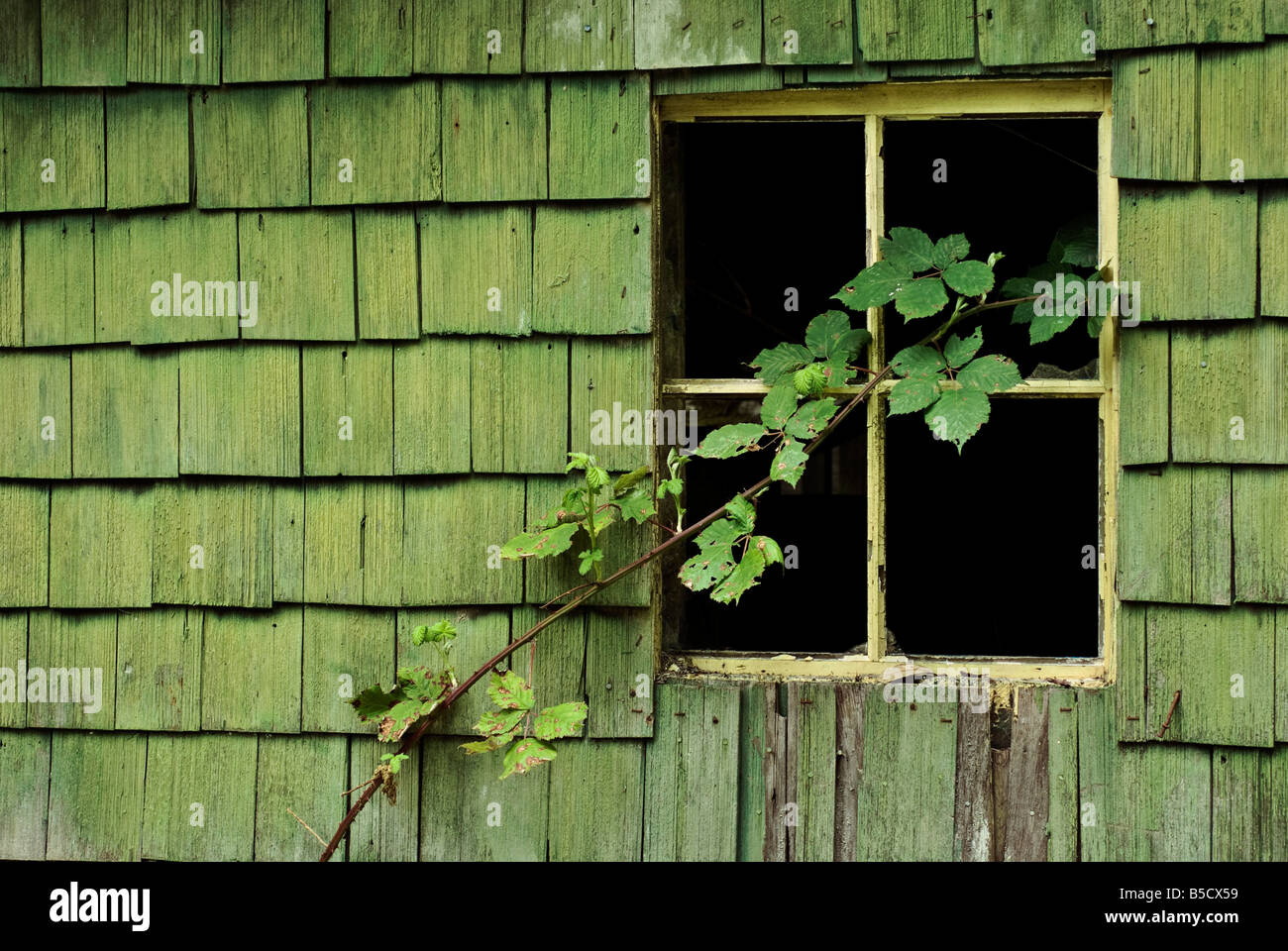 Vine growing through window of abandoned house on highway 101 in ...