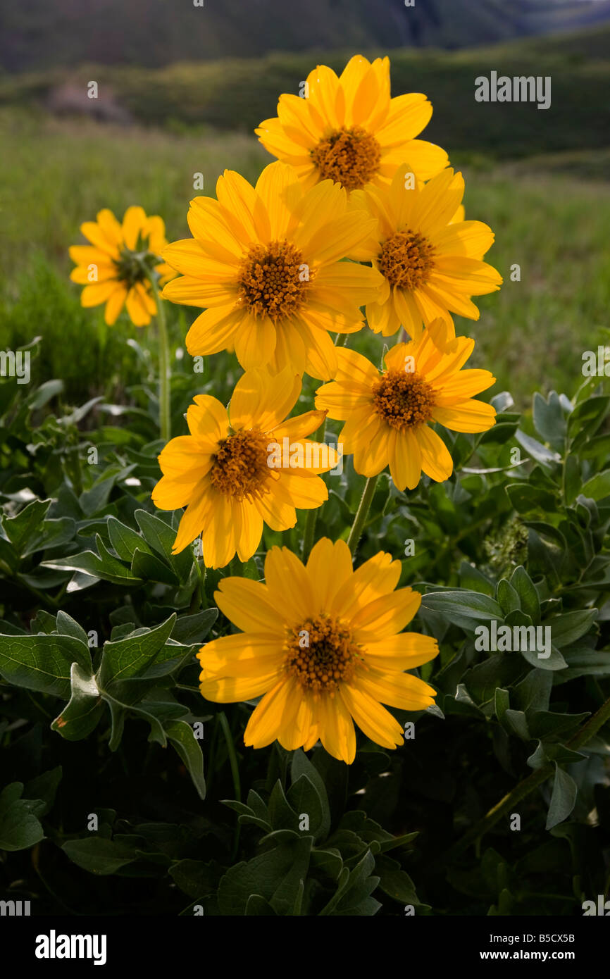 Cutleaf Balsamroot High Resolution Stock Photography and Images - Alamy