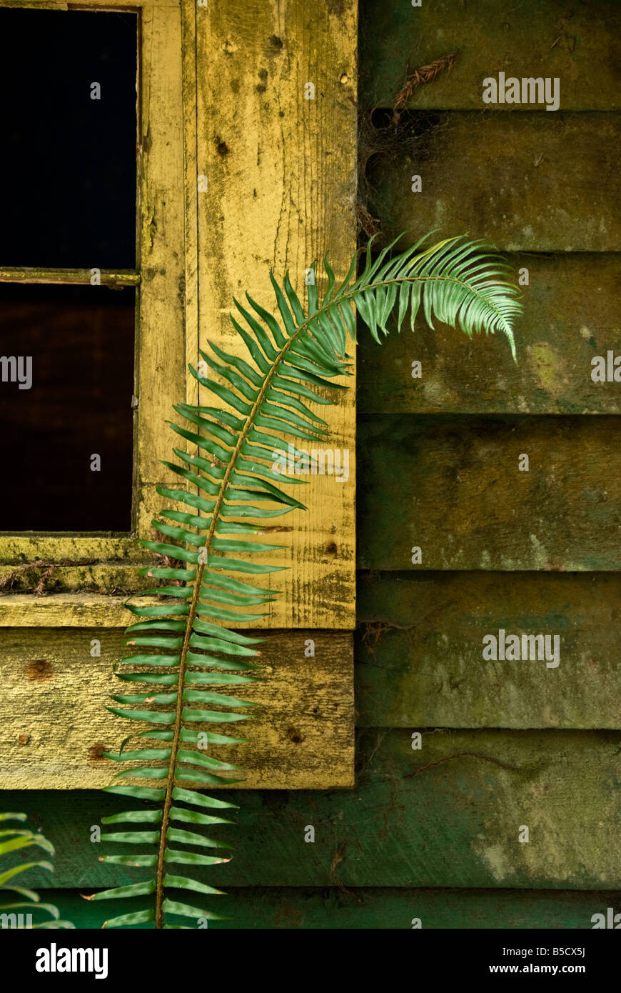 Fern leaf in front of window of abandoned house on highway 101 in ...