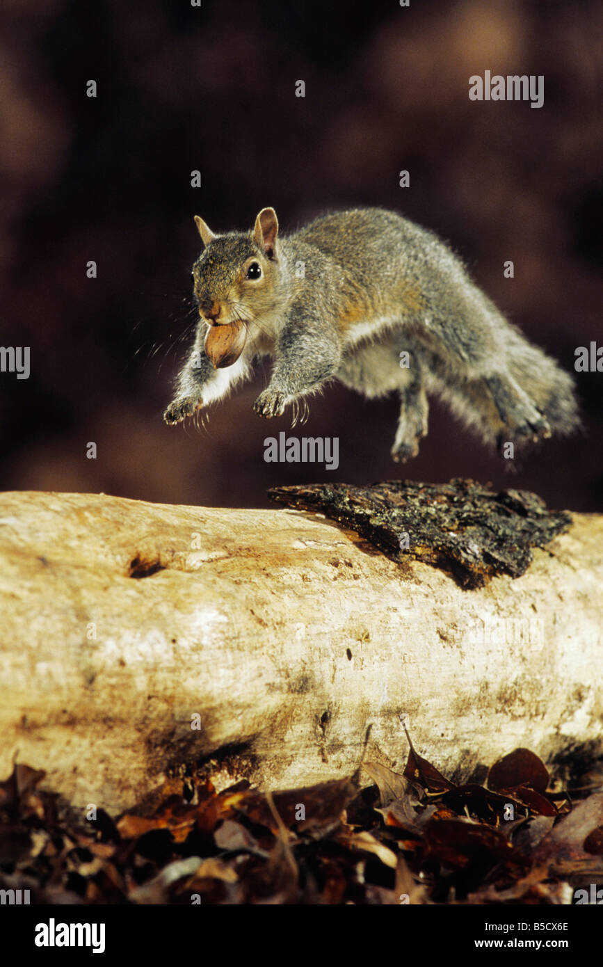 Eastern gray squirrel (Sciurus carolinensis), adult running with acorn ...