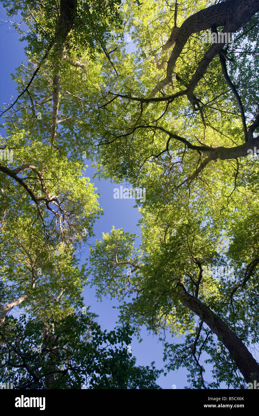 Cottonwood trees leafing out against a blue sky Wasatch Range Utah ...