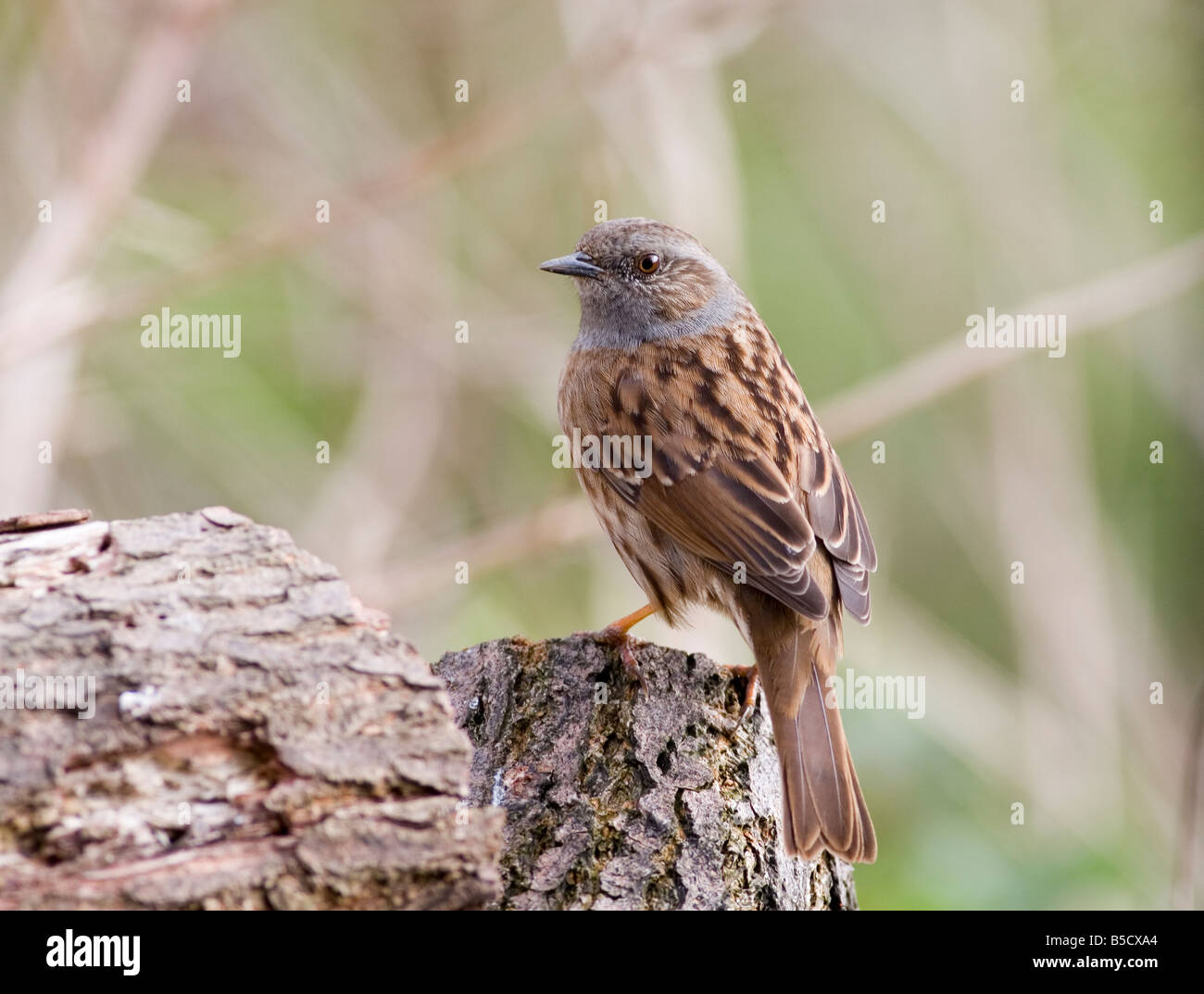 Dunnock - Prunella modularis Hedge Sparrow Stock Photo - Alamy