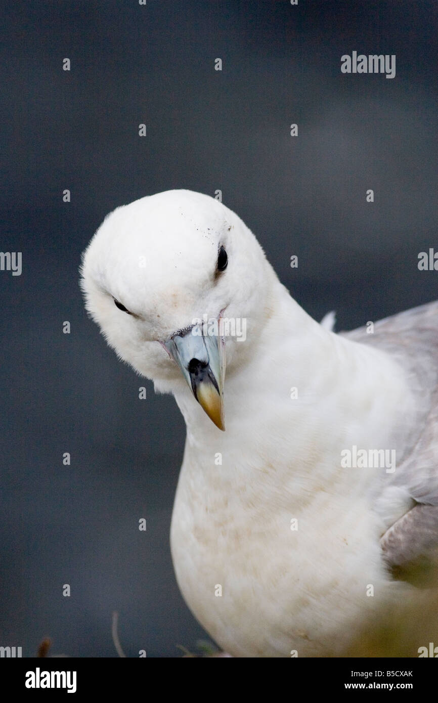 Fulmaro hi-res stock photography and images - Alamy
