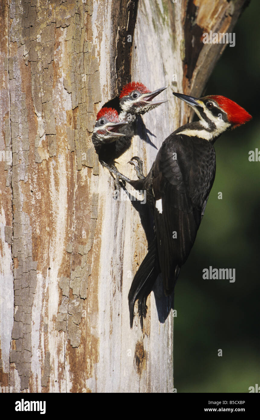 Pileated woodpecker juvenile hi-res stock photography and images - Alamy