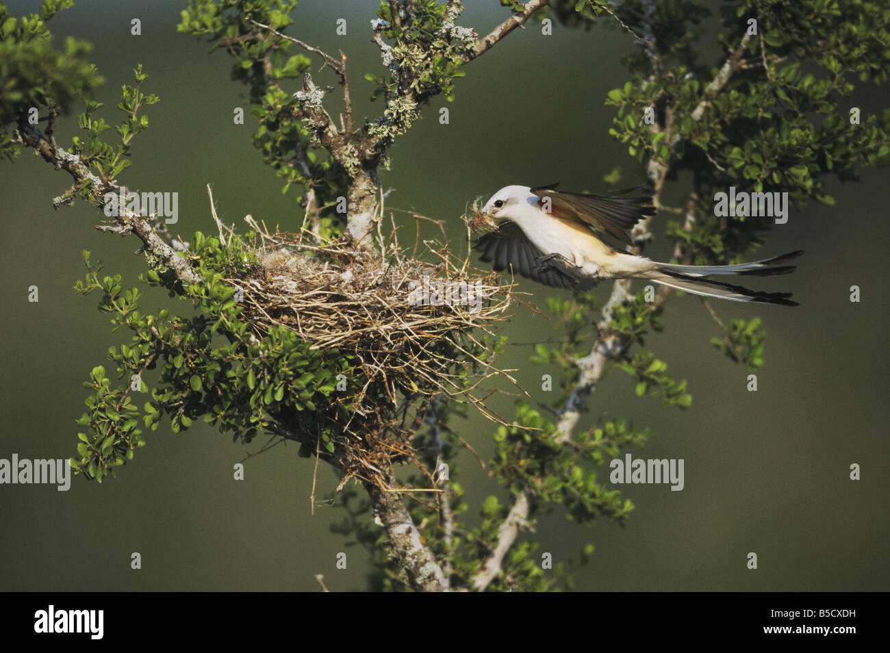 Scissor Tailed Flycatcher Tyrannus Forficatus Female Landing With
